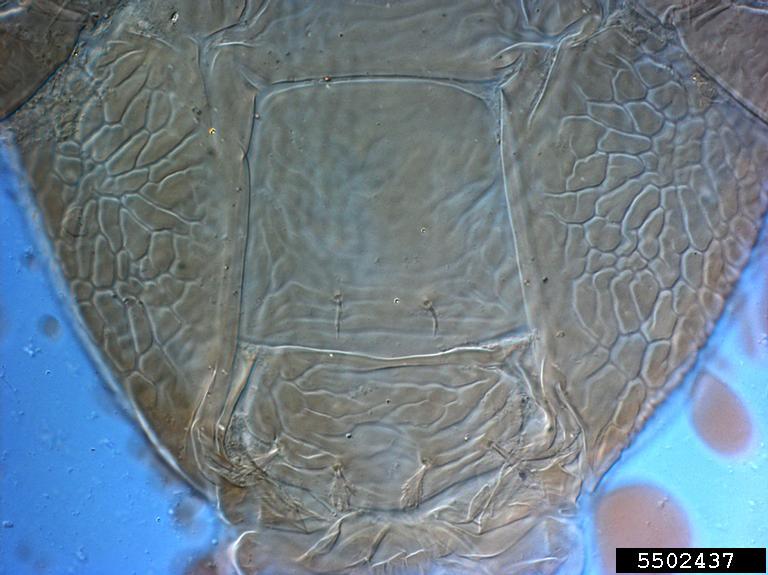 flat mite (Brevipalpus frankeniae)