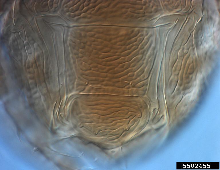 citrus flat mite (Brevipalpus lewisi)
