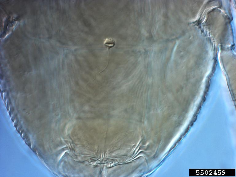 citrus flat mite (Brevipalpus lewisi)