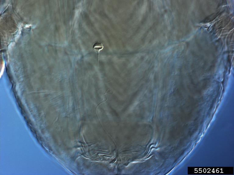 citrus flat mite (Brevipalpus lewisi)