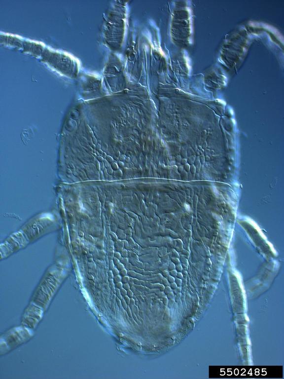 flat mite (Brevipalpus phoenicis group species A)