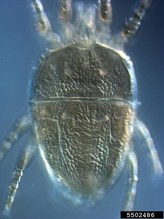 flat mite (Brevipalpus phoenicis group species A)
