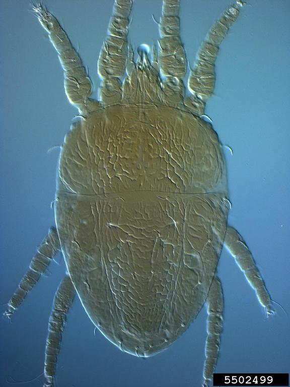 flat mite (Brevipalpus phoenicis group species B)