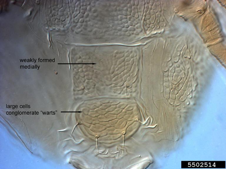 flat mite (Brevipalpus phoenicis group species B)