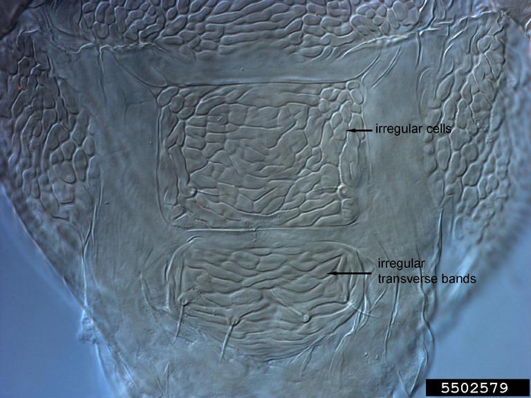 flat mite (Brevipalpus phoenicis group species G)