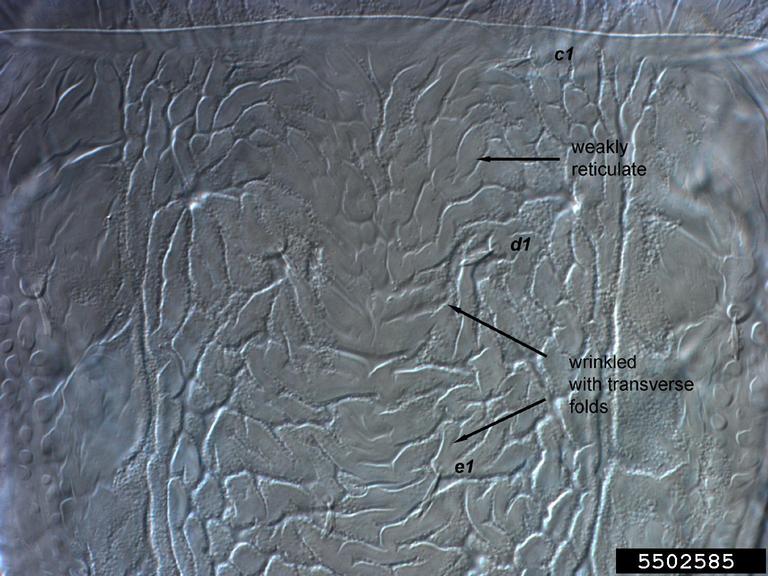 flat mite (Brevipalpus phoenicis group species G)
