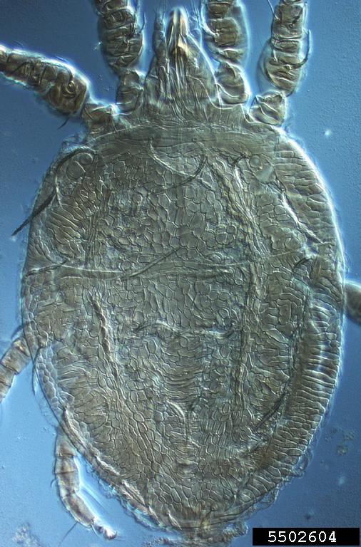 flat mite, Brevipalpus portalis (Acari: Tenuipalpidae) - 5502604