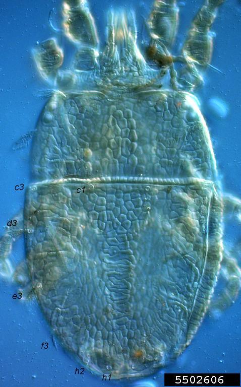 flat mite (Brevipalpus recki)