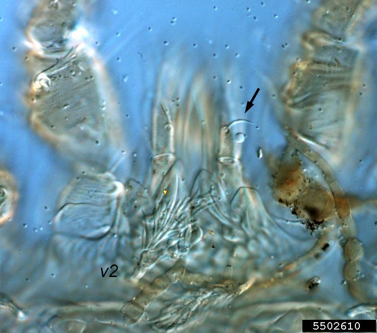 flat mite (Brevipalpus recki)