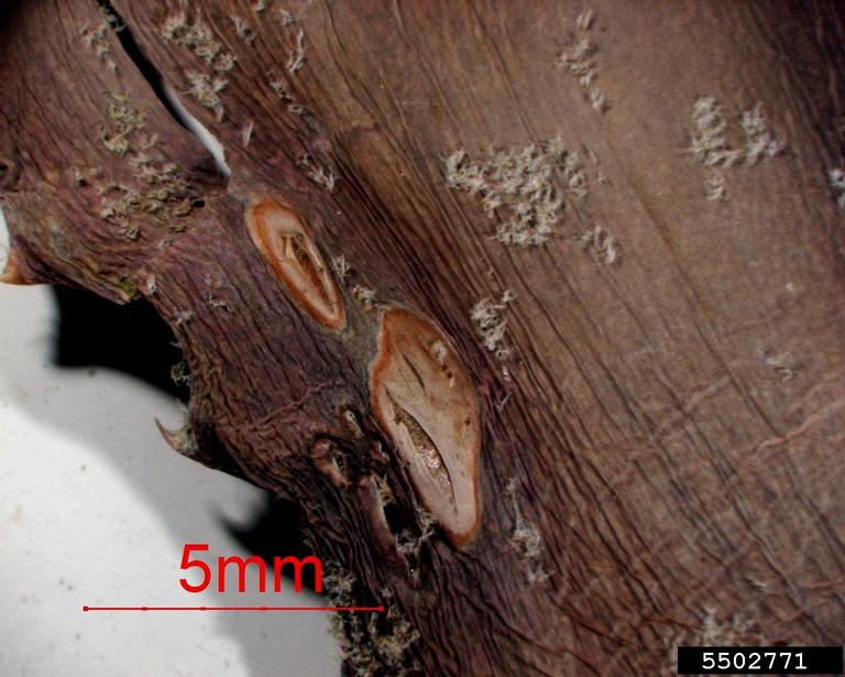 fungus (Genus Microsphaeropsis Höhn., 1917)