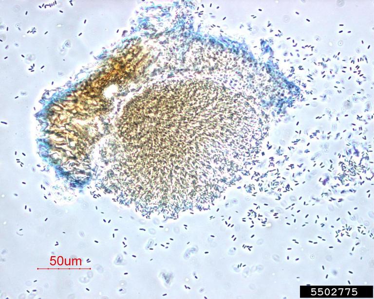 fungus (Genus Microsphaeropsis Höhn., 1917)