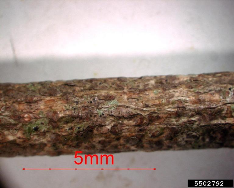 fungus (Genus Microsphaeropsis Höhn., 1917)