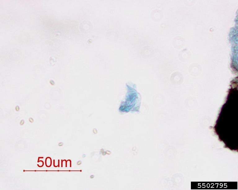 fungus (Genus Microsphaeropsis Höhn., 1917)