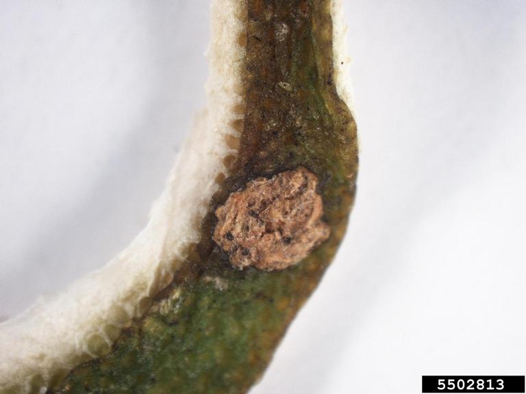 Botryosphaeria canker (Botryosphaeria rhodina)