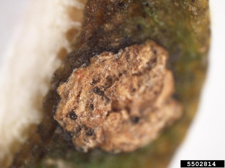 Botryosphaeria canker (Botryosphaeria rhodina)