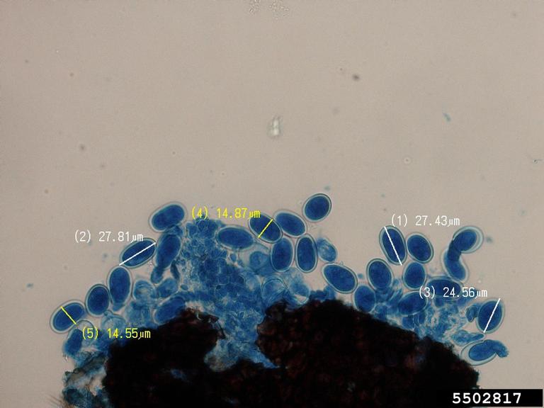 Botryosphaeria canker (Botryosphaeria rhodina)