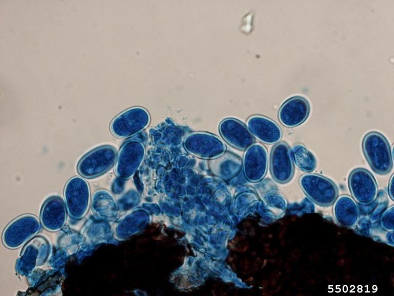 Java black rot (Lasiodiplodia theobromae (Pat.) Griffon & Maubl.)