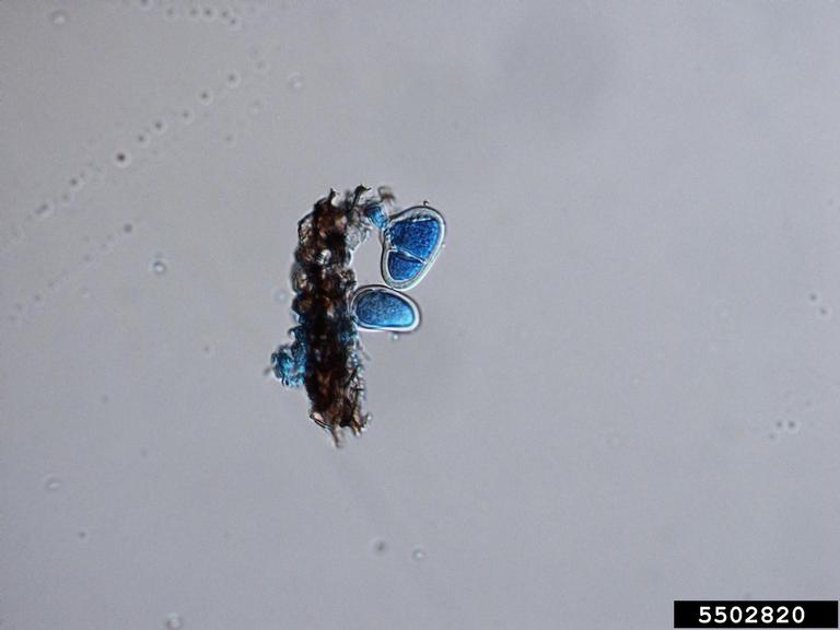 Botryosphaeria canker (Botryosphaeria rhodina)