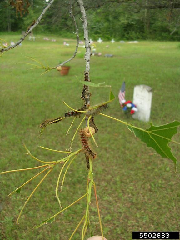 spongy moth (formerly gypsy moth) (Lymantria dispar)