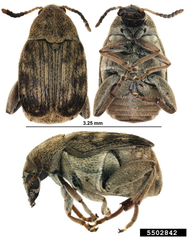 bean weevil (Acanthoscelides obtectus)