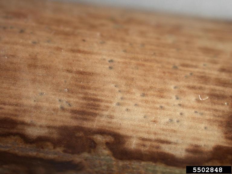 fungus (Genus Microsphaeropsis Höhn., 1917)