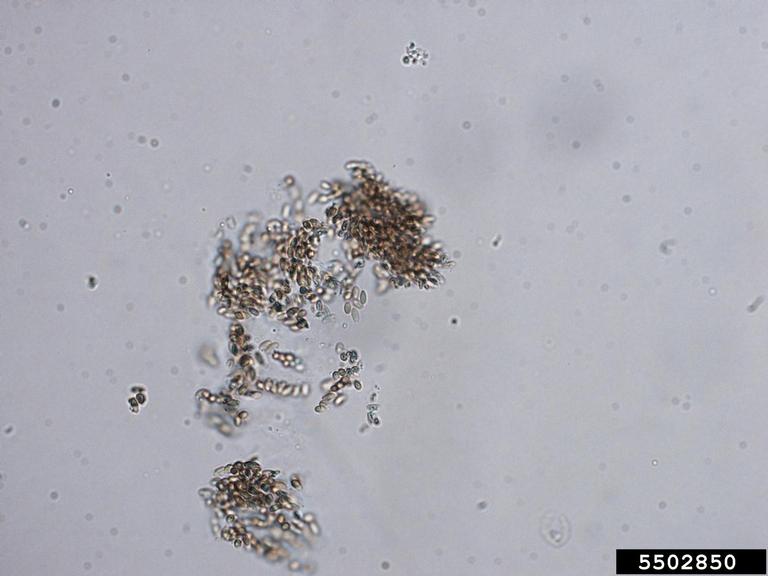 fungus (Genus Microsphaeropsis Höhn., 1917)