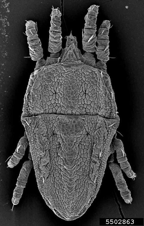 Chile false red mite of grapes (Brevipalpus chilensis)