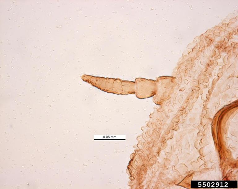 grape phylloxera (Viteus vitifoliae)