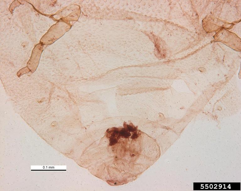grape phylloxera (Viteus vitifoliae (Fitch, 1855))