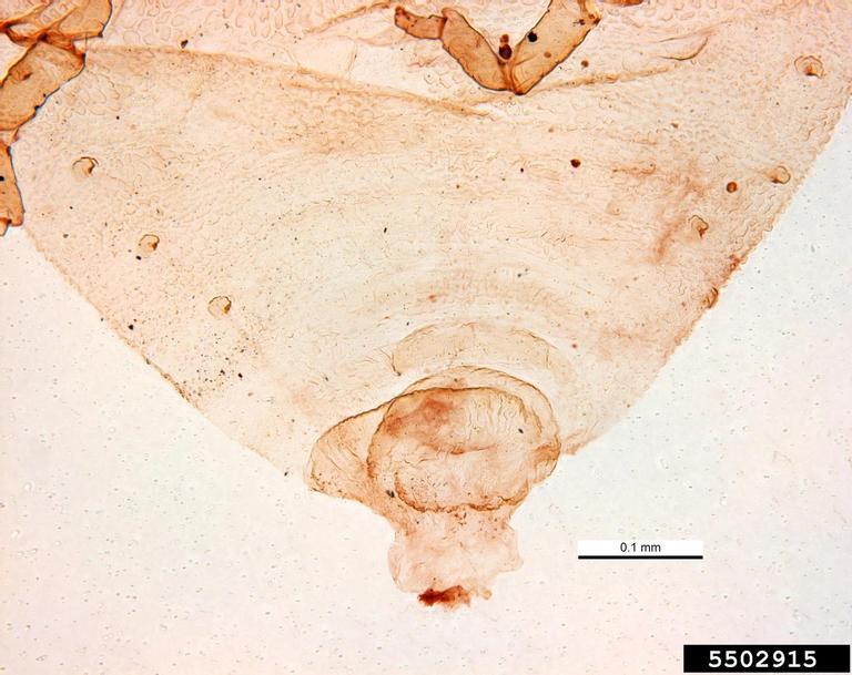 grape phylloxera (Viteus vitifoliae)