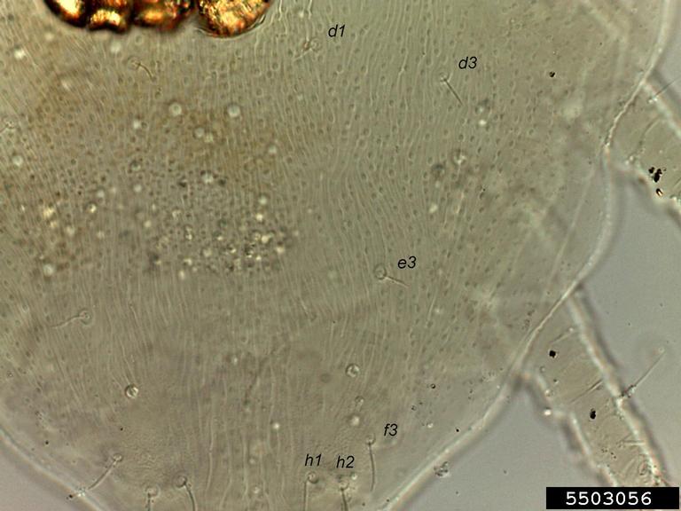 flat mite (Genus Dolichotetranychus)