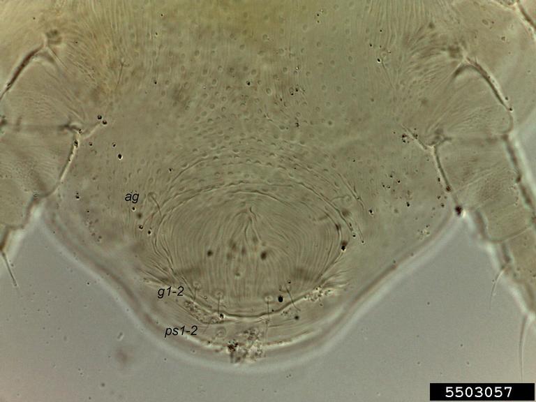 flat mite (Genus Dolichotetranychus)