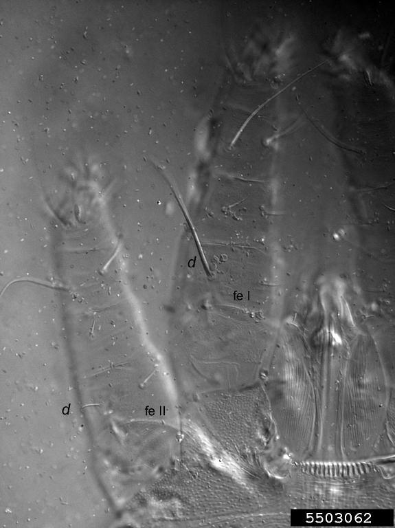 pineapple false spider mite (Dolichotetranychus floridanus) - 5503062