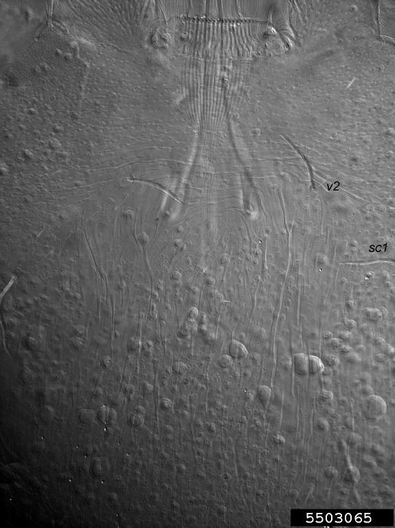 pineapple false spider mite (Dolichotetranychus floridanus (Banks))