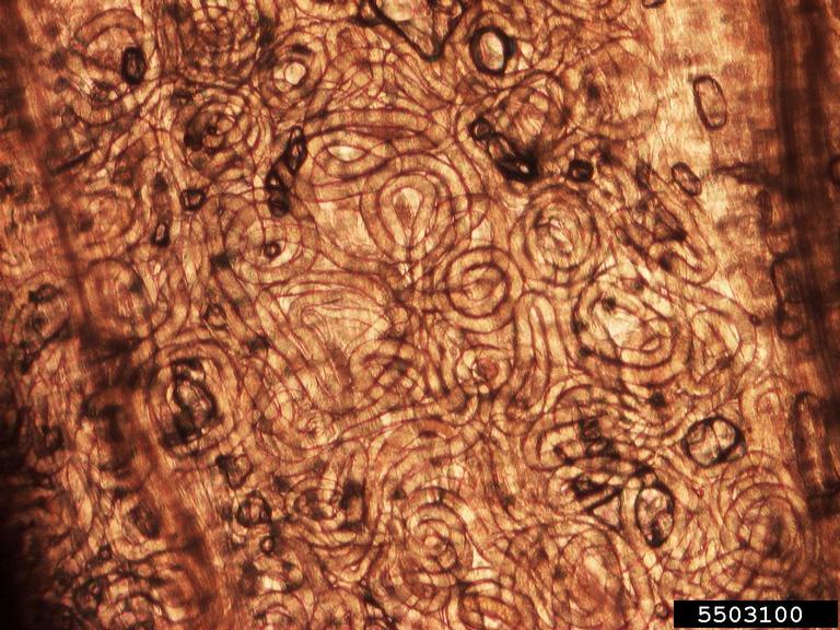 alfalfa stem nematode (Ditylenchus dipsaci)