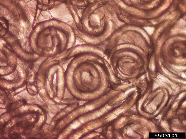alfalfa stem nematode (Ditylenchus dipsaci)