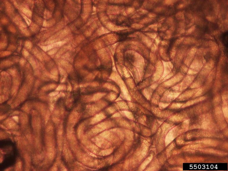 alfalfa stem nematode (Ditylenchus dipsaci (Kühn) Filipjev)