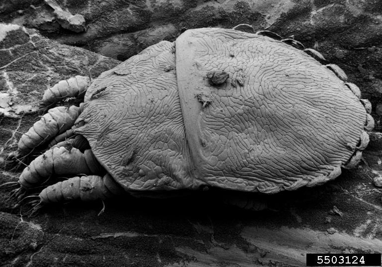 flat mite (Genus Pentamerismus)