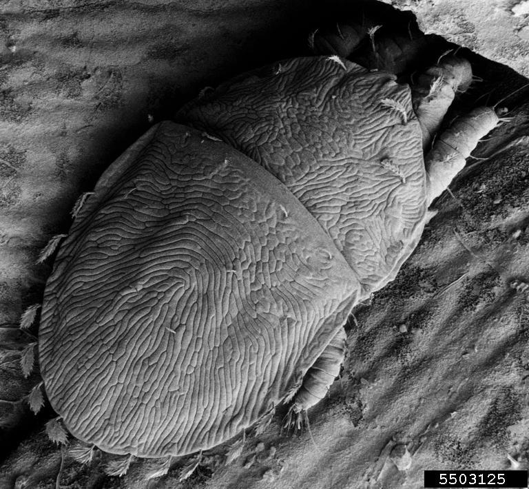 flat mite (Genus Pentamerismus)