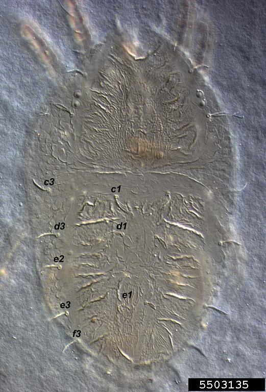 flat mite (Philippipalpus agohoi Corpuz-Raros)