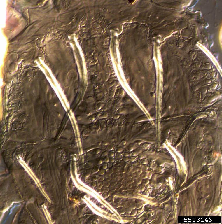 flat mite (Priscapalpus macropilis De Leon)