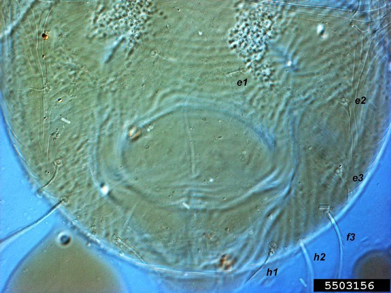 flat mite (Pseudoleptus arechavaletae Bruyant)