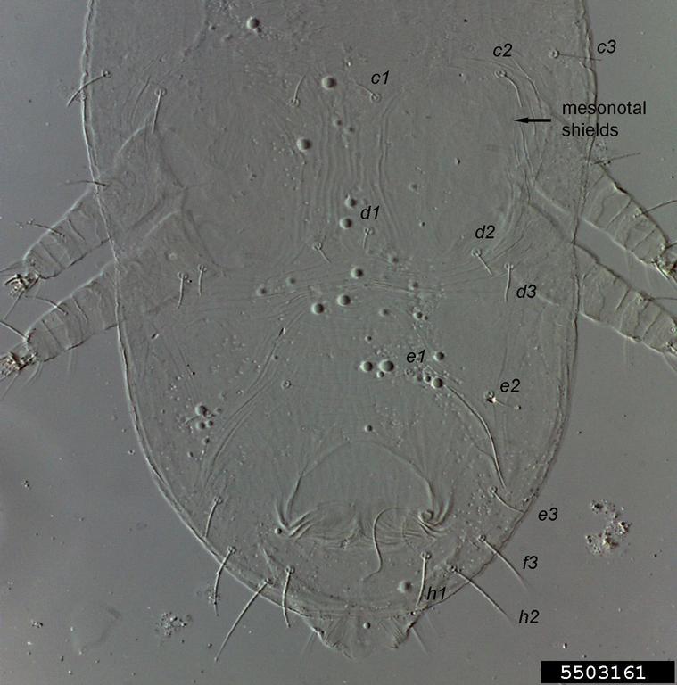 flat mite (Genus Pseudoleptus)