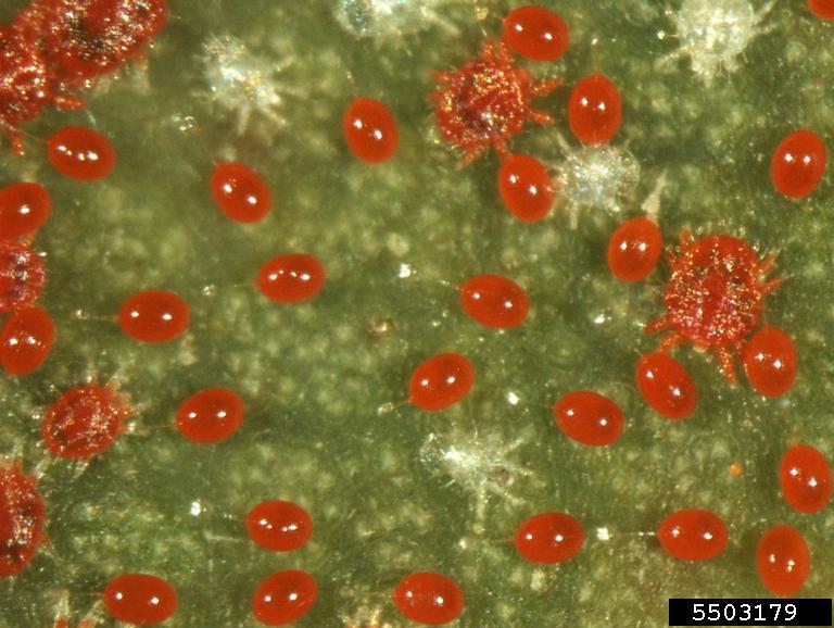 flat mite (Raoiella species 8)