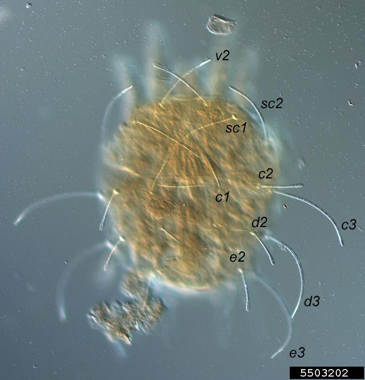 red palm mite (Raoiella indica)