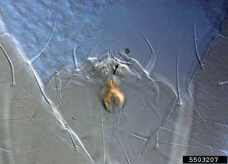 red palm mite (Raoiella indica Hirst)