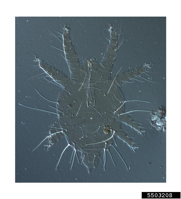 red palm mite (Raoiella indica)