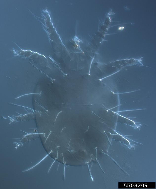 red palm mite (Raoiella indica Hirst)