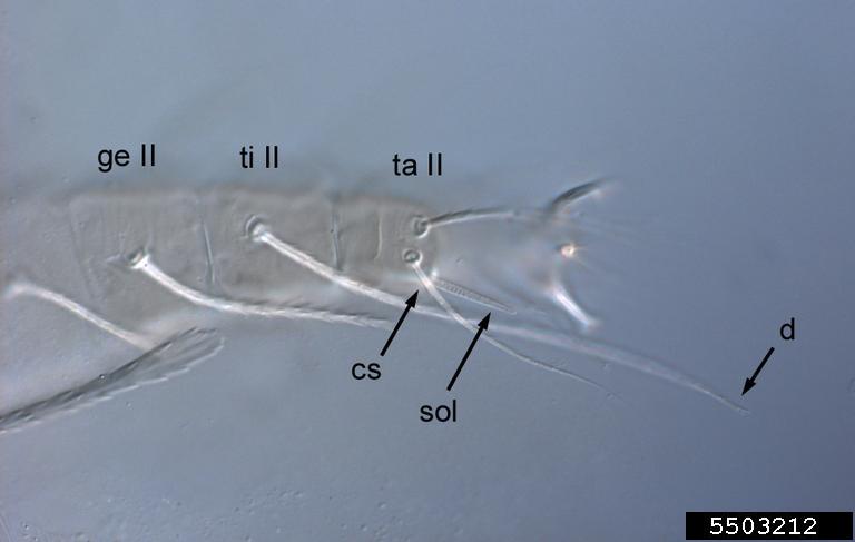 red palm mite (Raoiella indica)