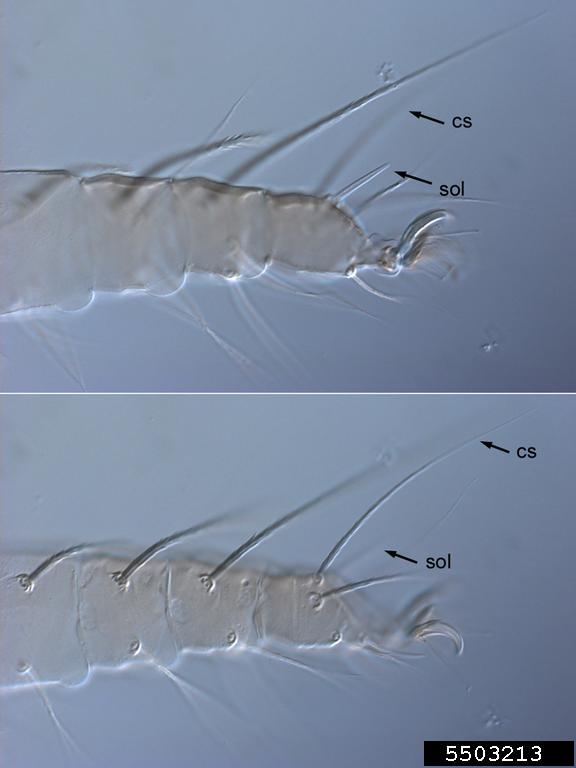 red palm mite (Raoiella indica)